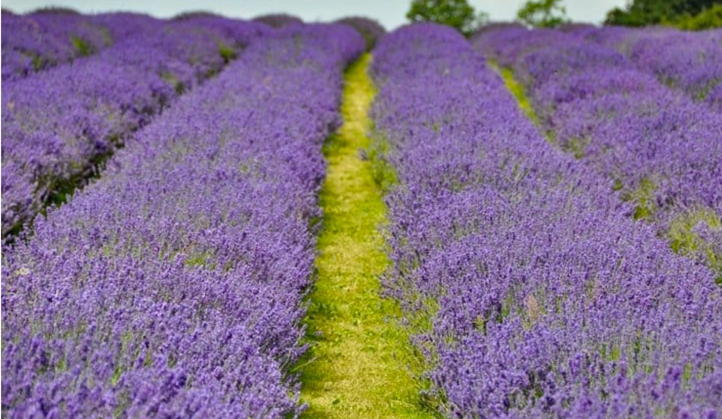 Visit to Grasse and the Lavender fields of Provence | Via Nissa ...